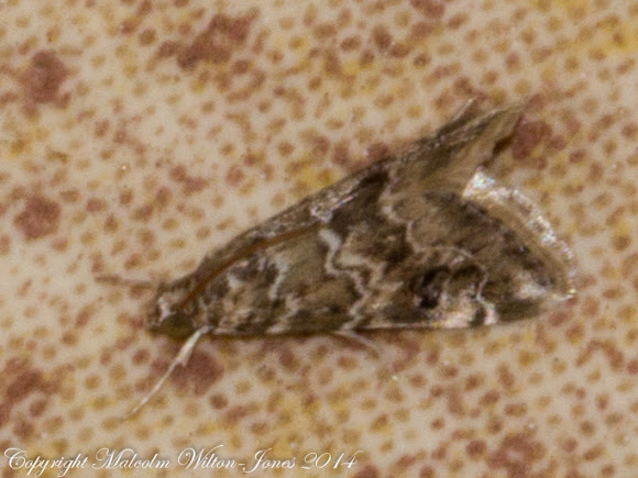 Cabbage Webworm | Project Noah