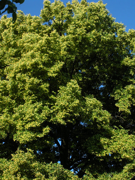 Common Lime Tree | Project Noah