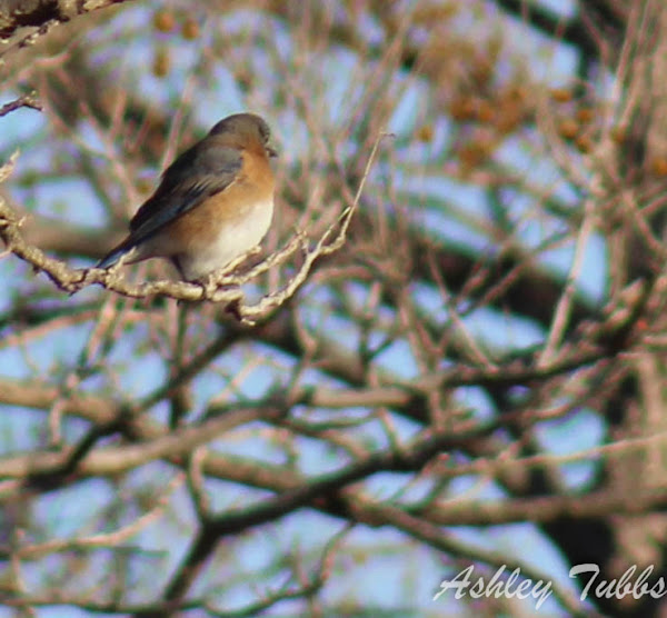 Eastern Bluebird | Project Noah