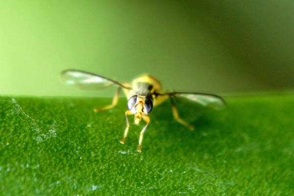 Fruit Fly | Project Noah