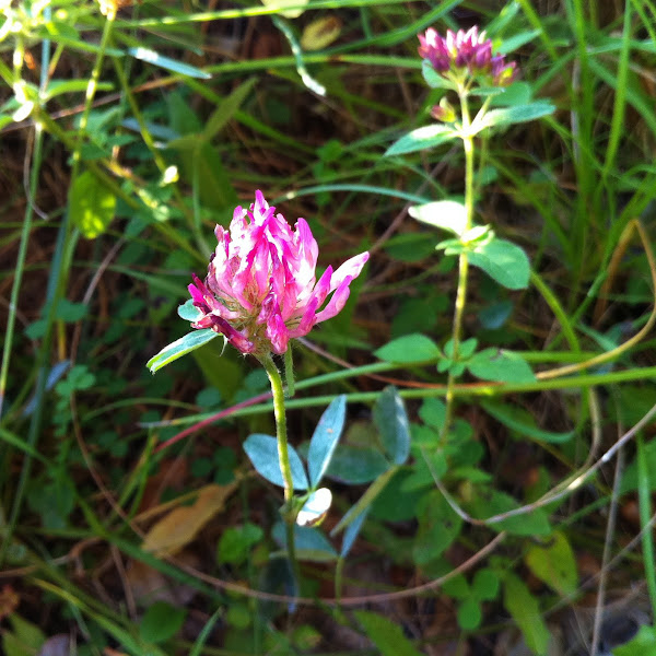 Red Clover | Project Noah