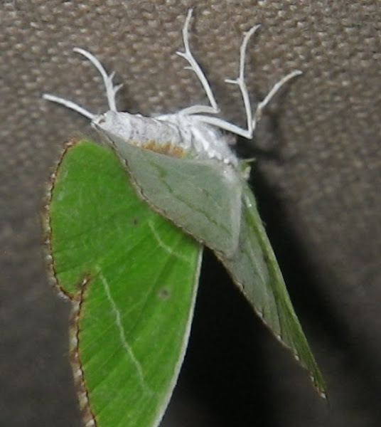 Emerald Moth | Project Noah