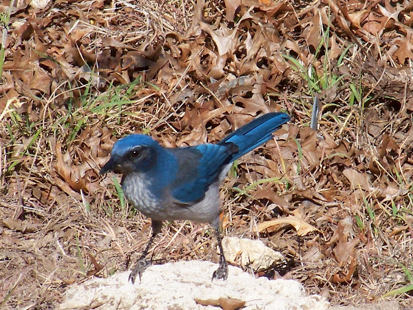 Western Scrub-Jay | Project Noah