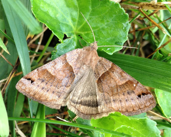 Clover Looper Moth | Project Noah