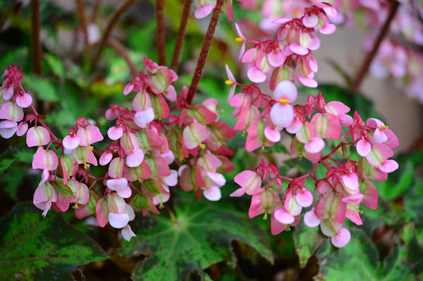 Begonia | Project Noah