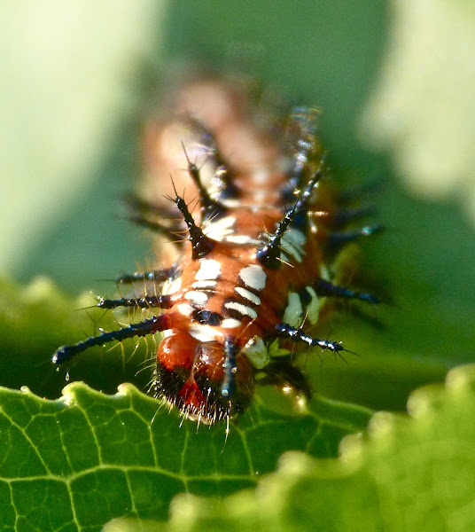 Variegated fritillary (caterpillar) | Project Noah