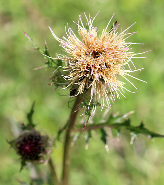 Yellow thistle | Project Noah