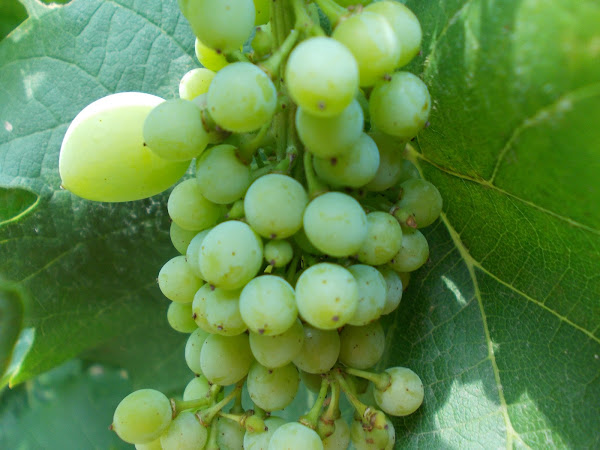 Grapes | Project Noah