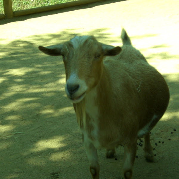 Goat | Project Noah