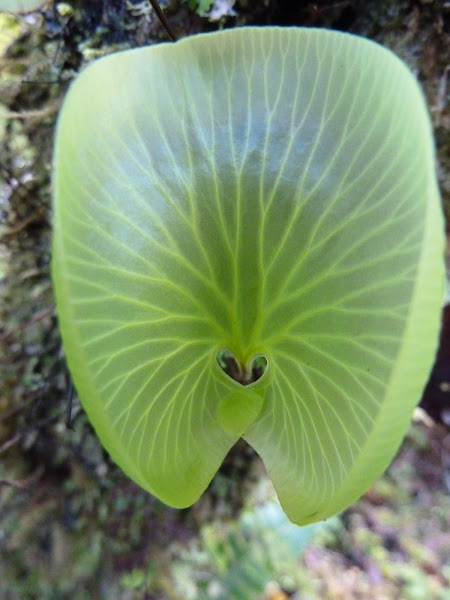 Kidney Fern | Project Noah