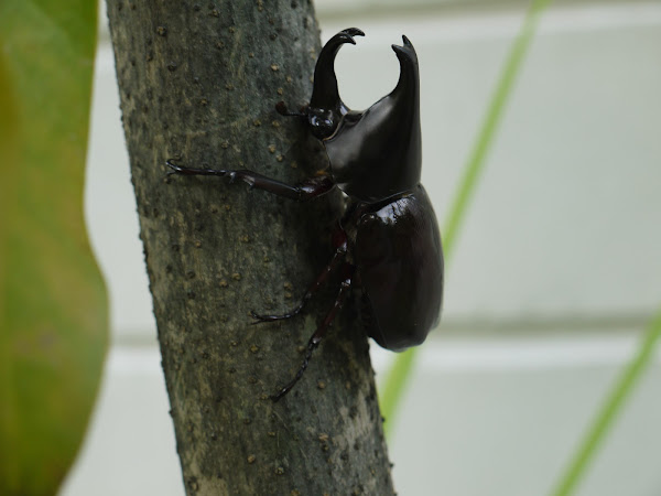 juggernaut beetle | Project Noah