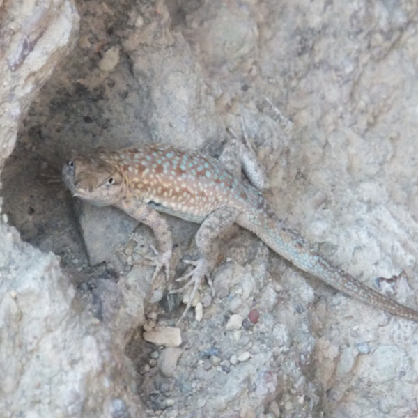 Common side-blotched lizard | Project Noah