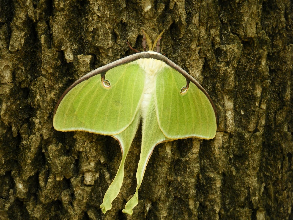 Luna Moth | Project Noah