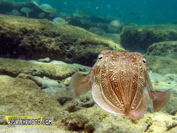 Common cuttlefish | Project Noah