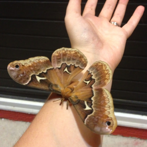 Promethea Silkmoth (female) | Project Noah