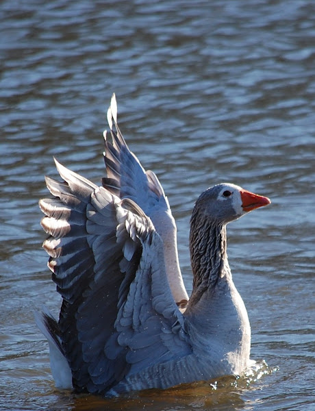 Pilgrim Goose | Project Noah