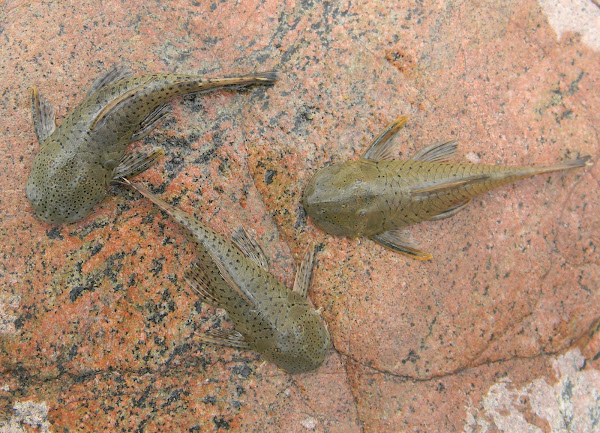 cucha pintada - bristlemouth - armored catfish | Project Noah