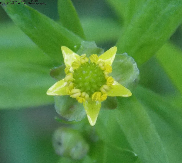 Littleleaf Buttercup | Project Noah