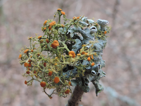 Fruticose Lichen | Project Noah