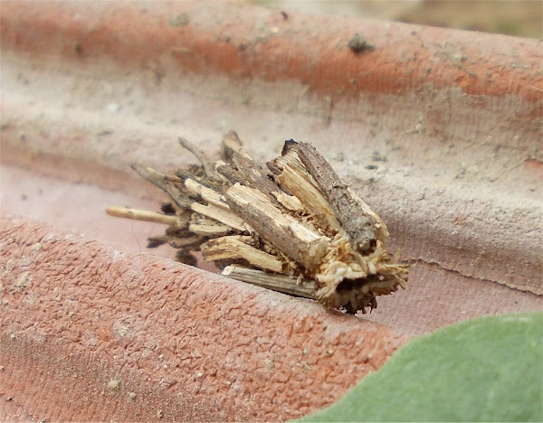 Bagworm moth | Project Noah