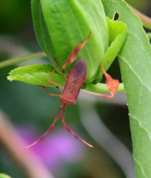 Florida Leaf-footed Bug | Project Noah