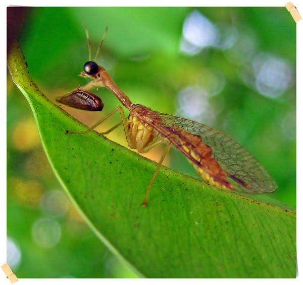 Mantis lacewing | Project Noah