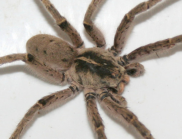 Rain spider | Project Noah