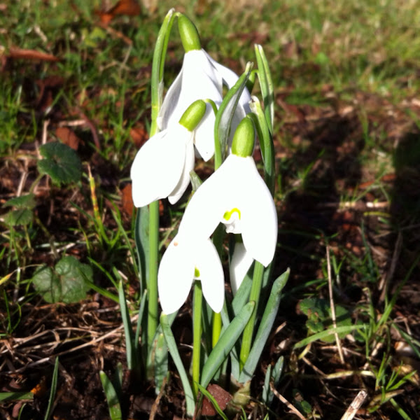 Snowdrop | Project Noah