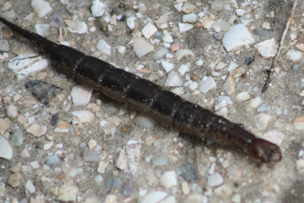 Cybister (larva) | Project Noah