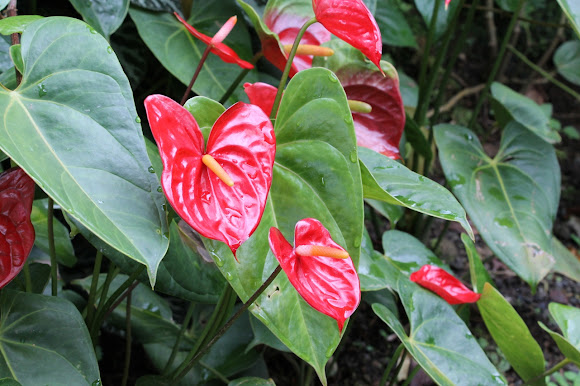 Anthurium Merah | Project Noah