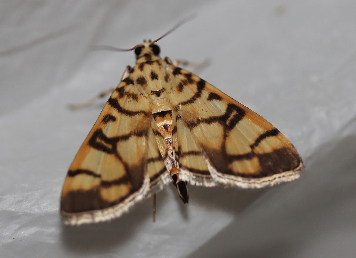 Pardomima moth | Project Noah