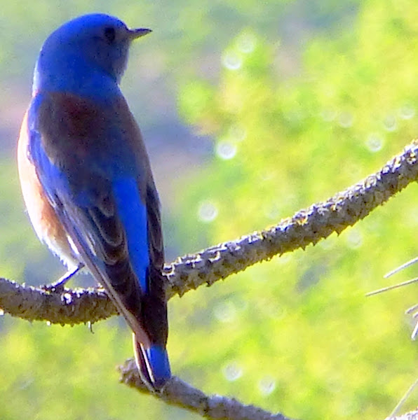 Western Blue Bird | Project Noah