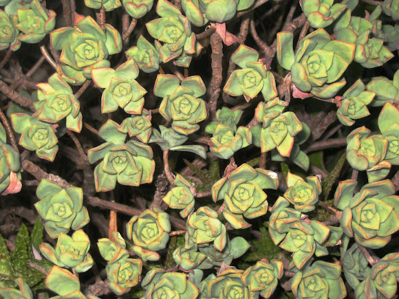 Cotiledón | Project Noah