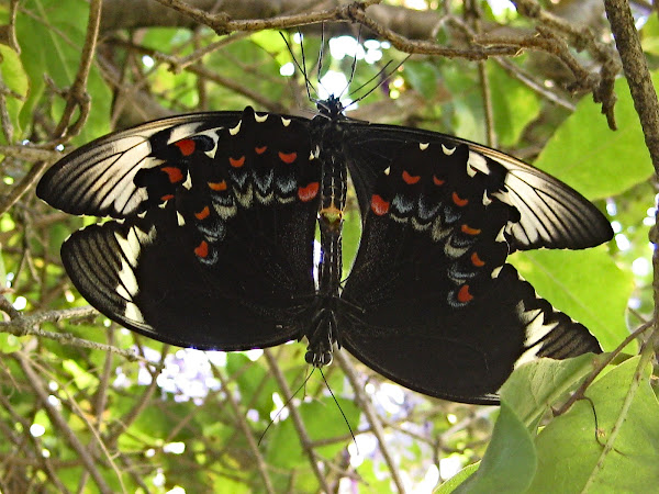 Orchard Swallowtail (mating) | Project Noah