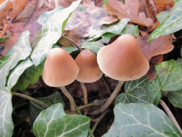 Psathyrella conopilus | Project Noah