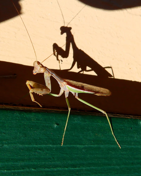 Bordered Praying Mantis, male | Project Noah