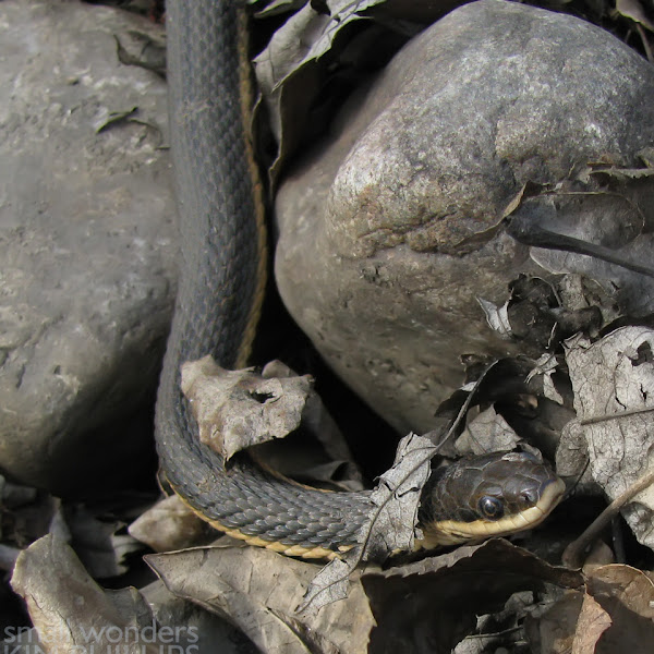 Queen Snake | Project Noah