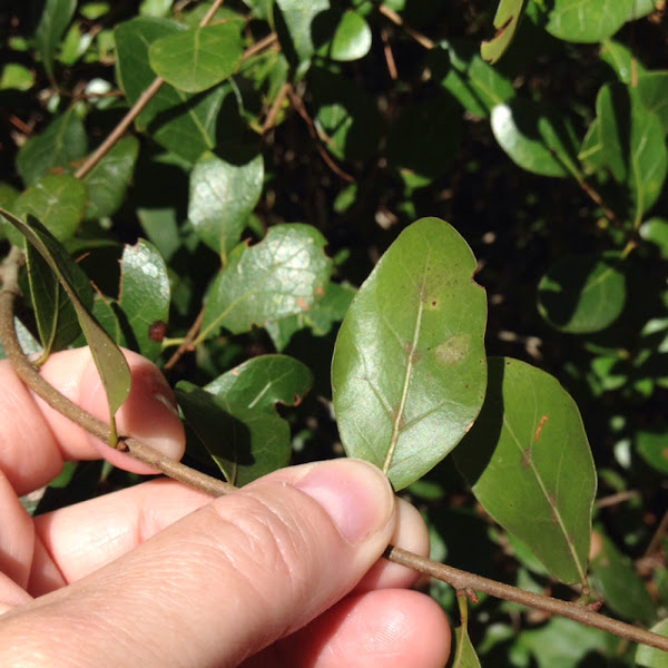 Myrtle oak | Project Noah