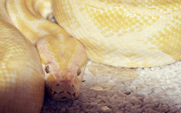 Albino Python | Project Noah