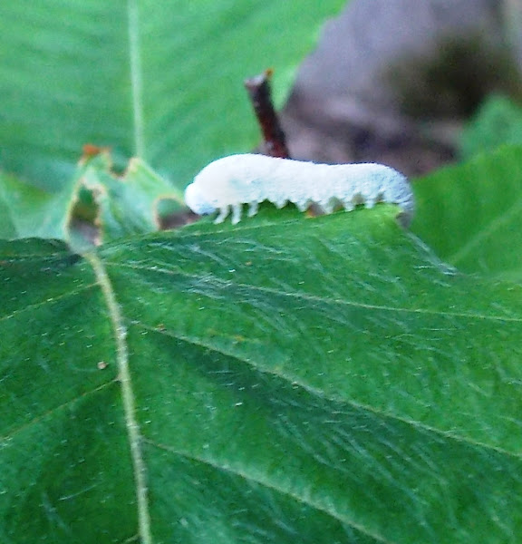 Forage Looper (Moth Larvae) | Project Noah