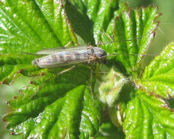 Non-Biting Midge | Project Noah