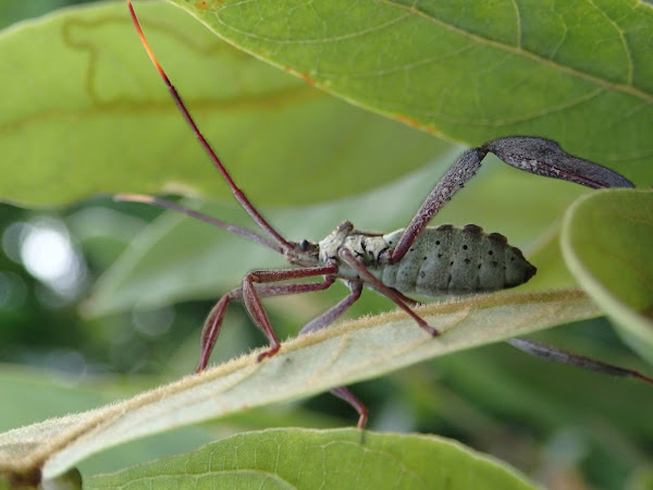 Florida Leaf-Footed Bug | Project Noah