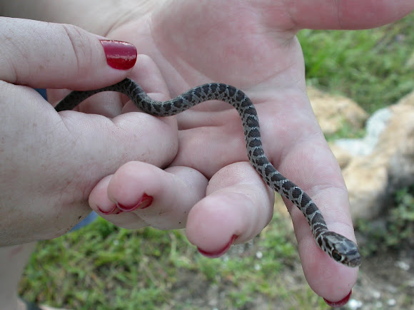 Southern Black Racer