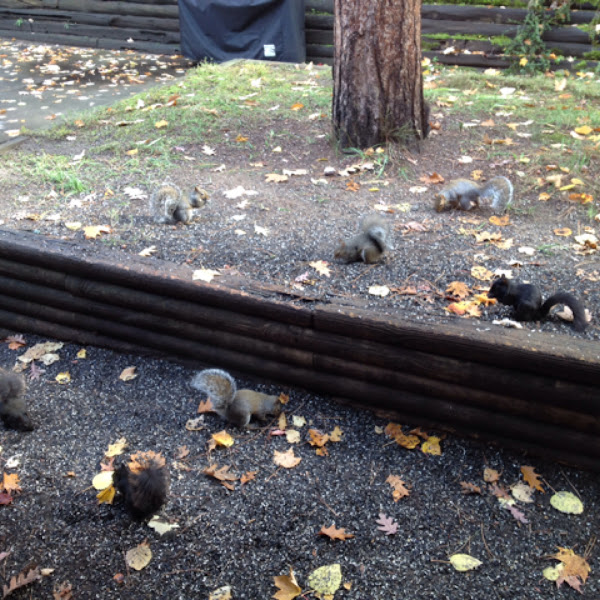 Eastern Grey Squirrels | Project Noah