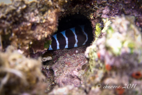 Banded or Barred Moray Eel | Project Noah