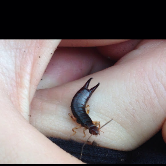 Ring-legged Earwig | Project Noah