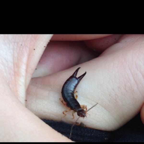 Ring-legged Earwig | Project Noah