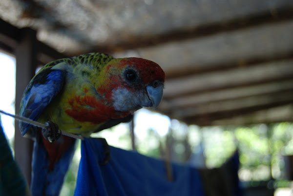 Eastern Rosella | Project Noah