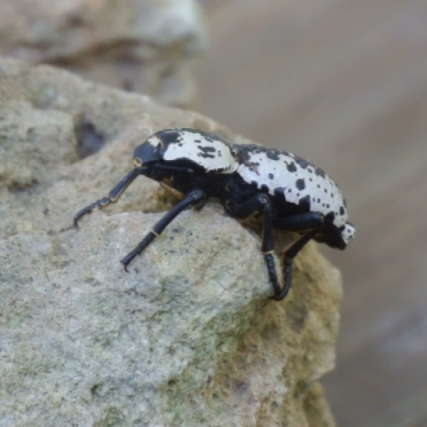 Iron Clad Beetle | Project Noah