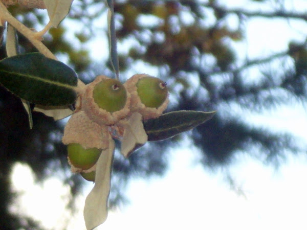 Shrub Oak | Project Noah